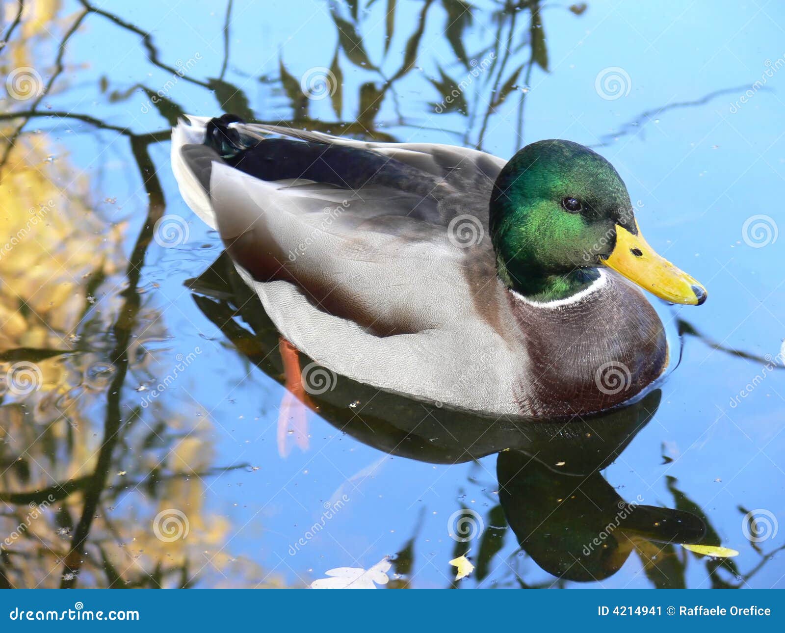 Duck in the water stock image. Image of papera, animal - 4214941