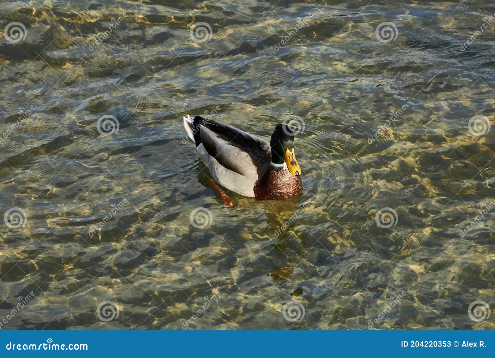 Duck on the water stock image. Image of nature, feather - 204220353
