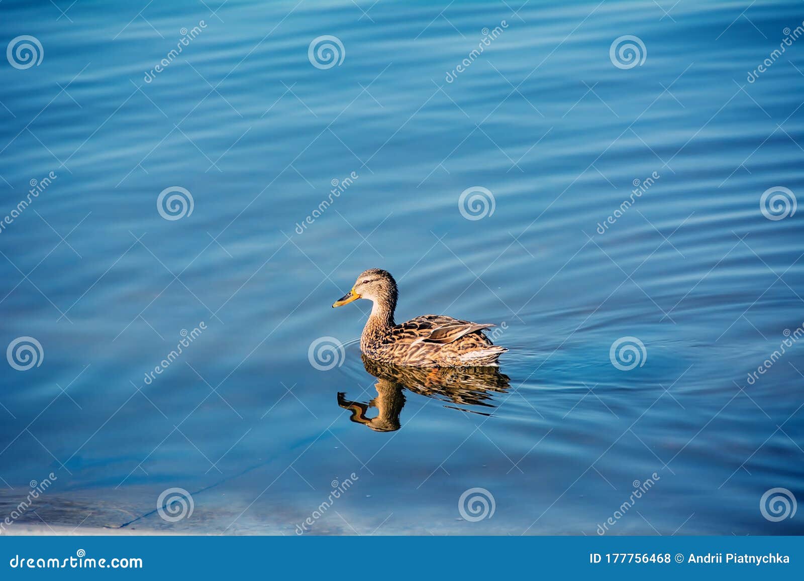 Duck on the water stock photo. Image of animal, drake - 177756468