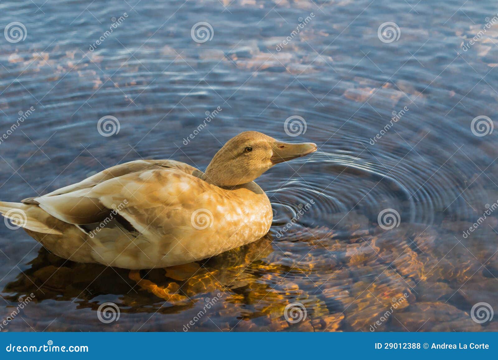 Duck in water drinking stock photo. Image of beak, cute - 29012388