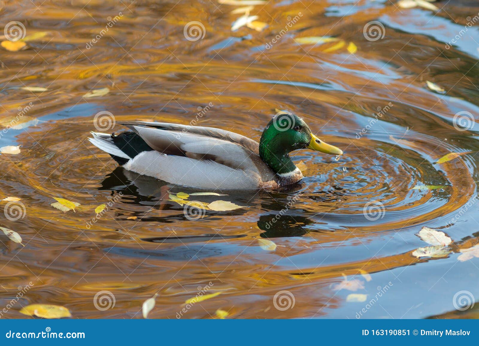 Duck in the Water with Fallen Autumn Leaves Stock Image - Image of ...
