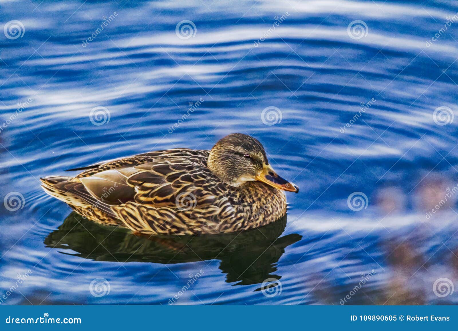 Duck on Water, with Reflection Stock Image - Image of outdoors ...