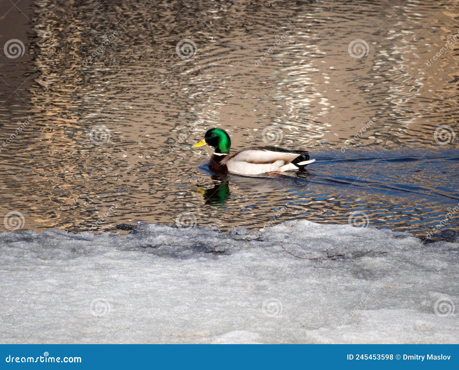 Duck in Water with Melting Ice Stock Photo - Image of duck, melting ...