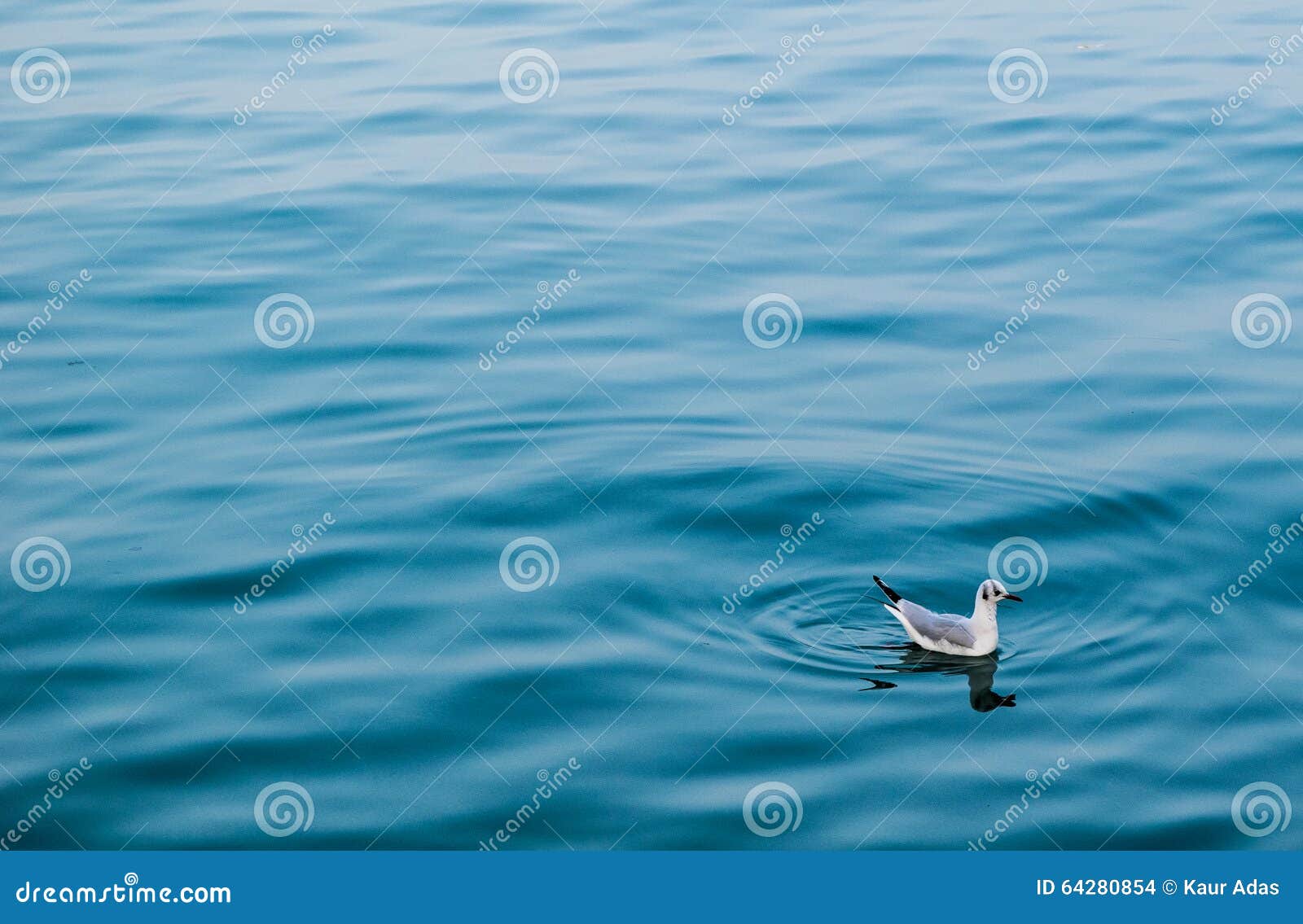Duck in the water stock photo. Image of agua, blue, waves - 64280854