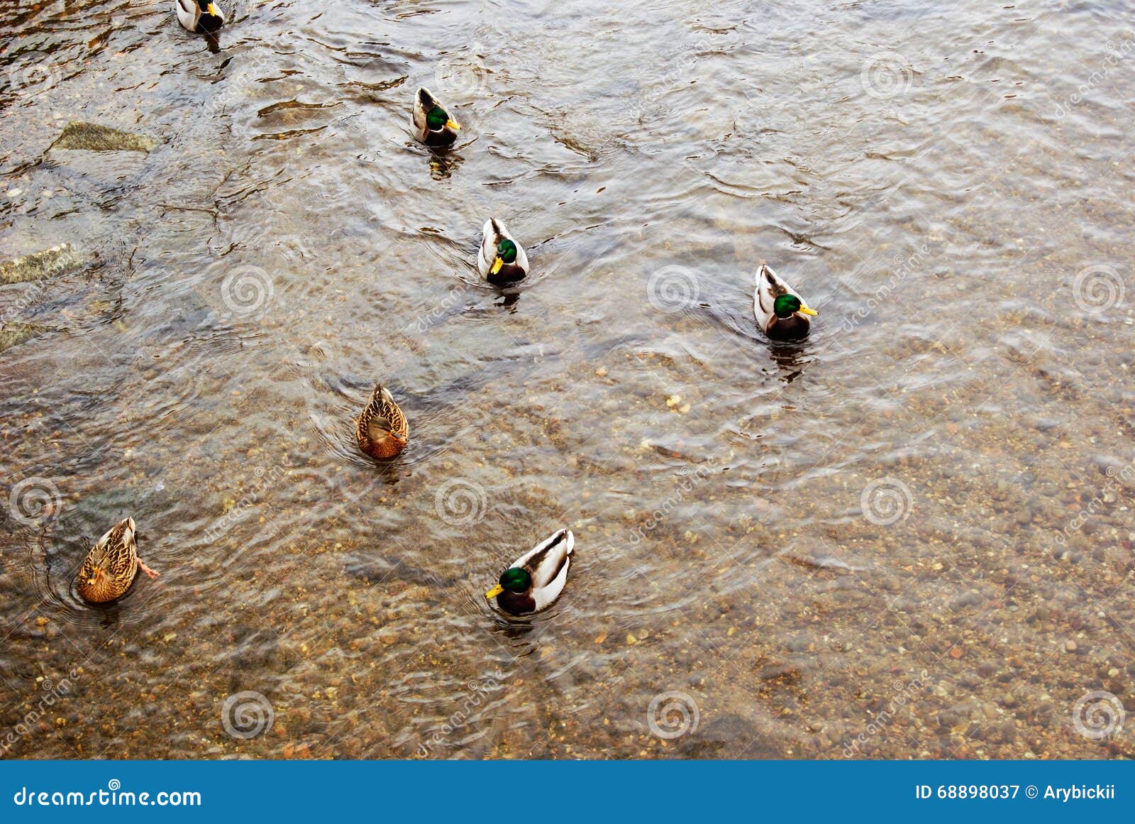 Duck on the water stock image. Image of pond, flock, nature - 68898037