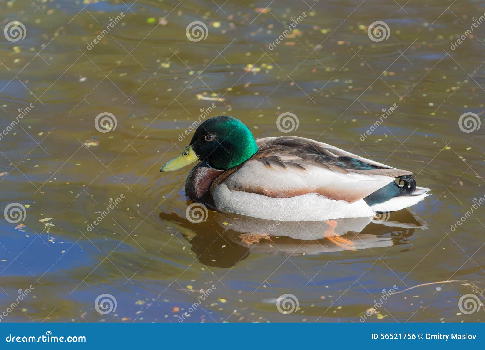 Duck in water stock photo. Image of nature, portrait - 56521756