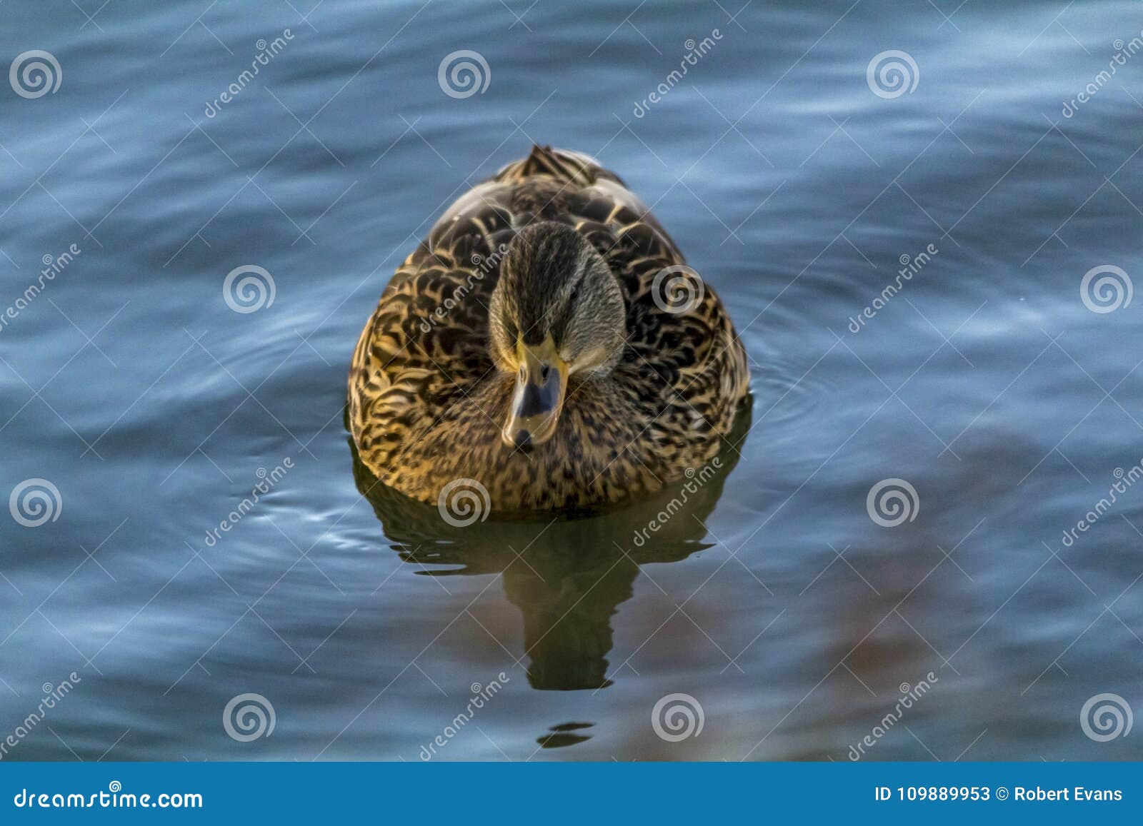 Duck on Water, with Reflection Stock Image - Image of environment, bird ...