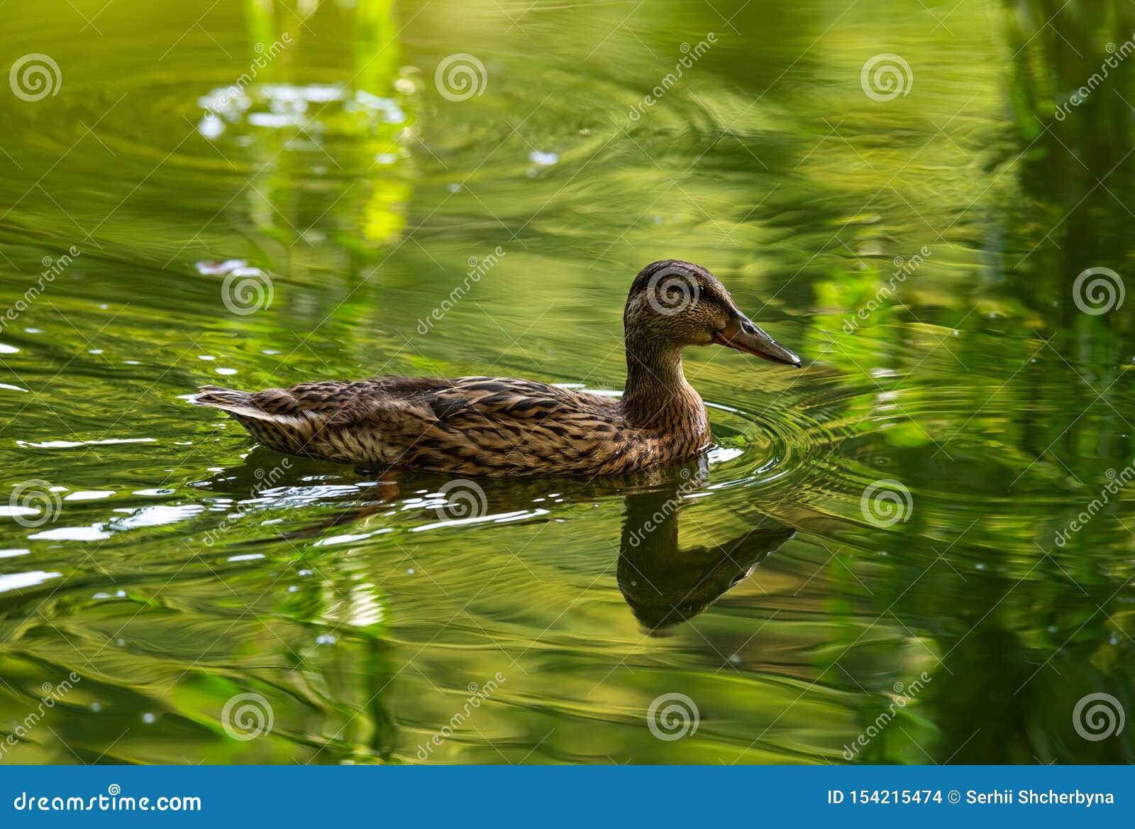 Duck in Water Reflection Nature Ecology Save Green Stock Photo - Image ...