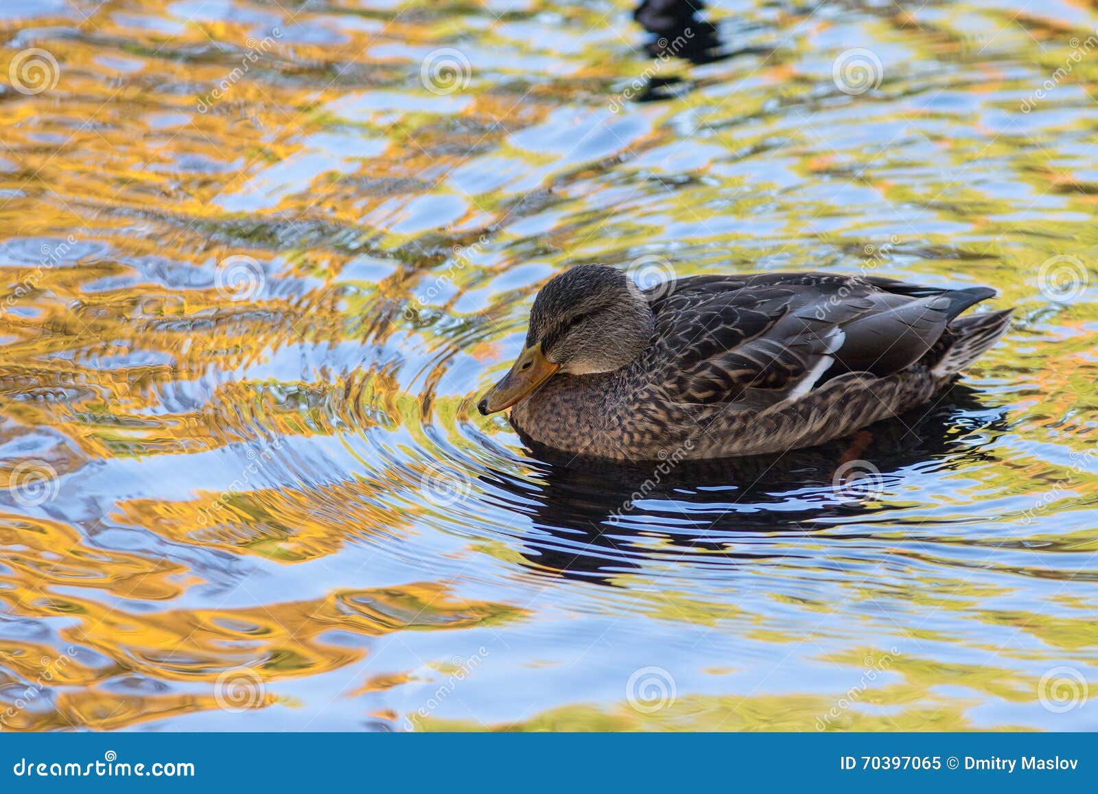 Duck in the Water with Reflections Stock Image - Image of ducks, season ...