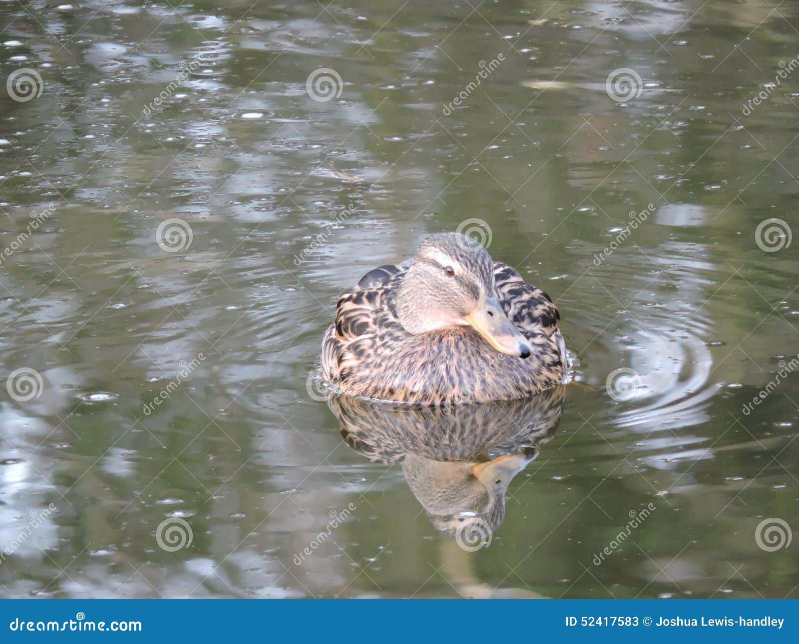 Duck with Water Ripple and Reflection. Stock Image - Image of nature ...