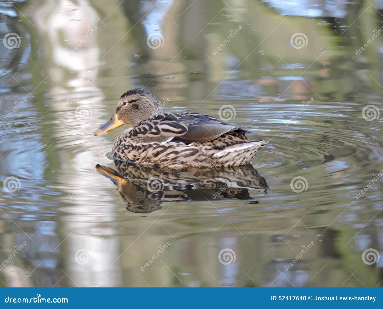 Duck on Water with Ripple and Reflection. Stock Photo - Image of ...