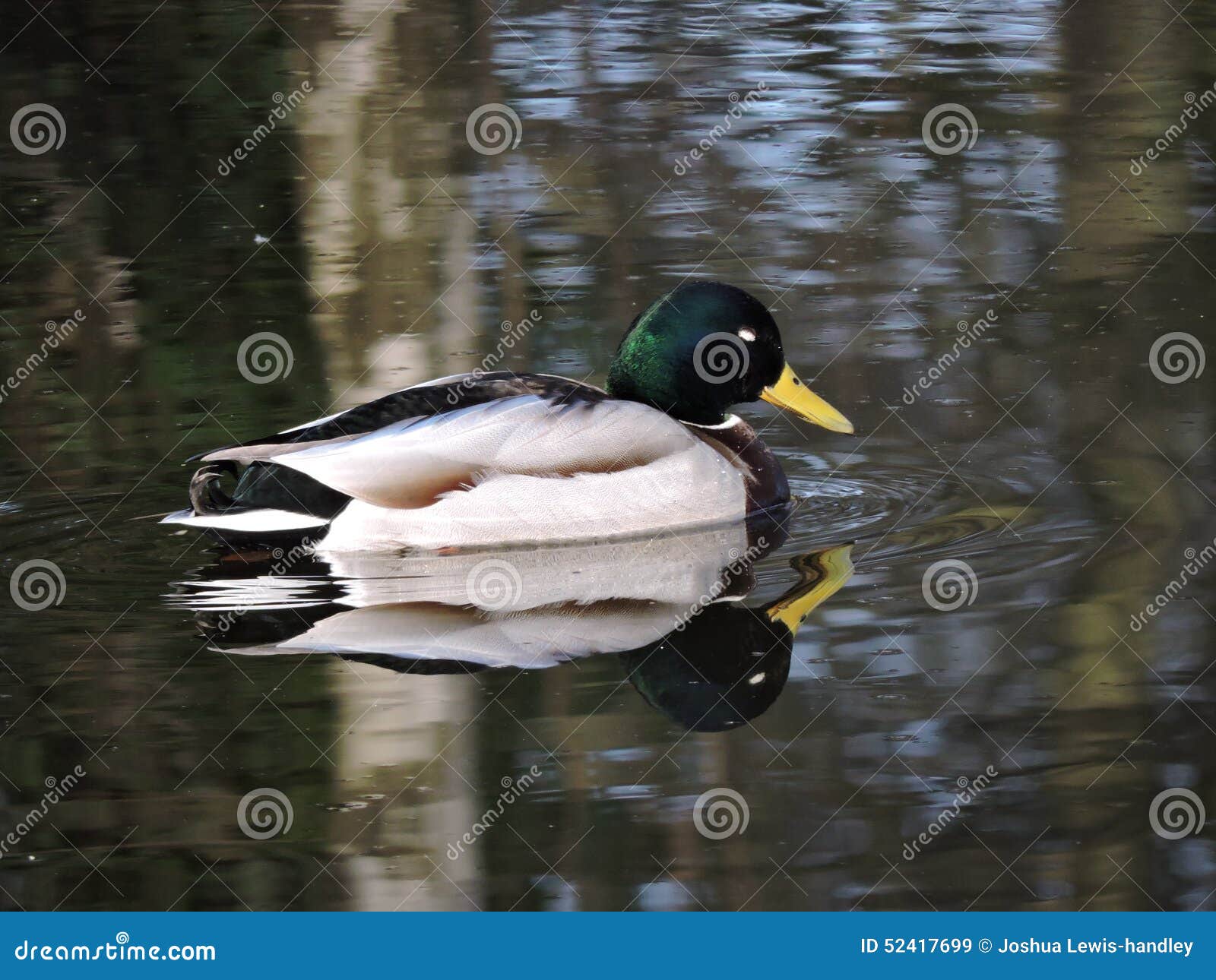 Duck on water stock image. Image of natural, light, multiple - 52417699