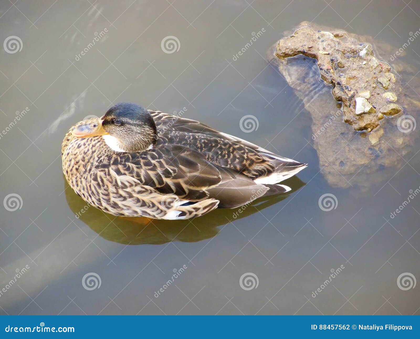 Duck on the water stock photo. Image of stone, brown - 88457562