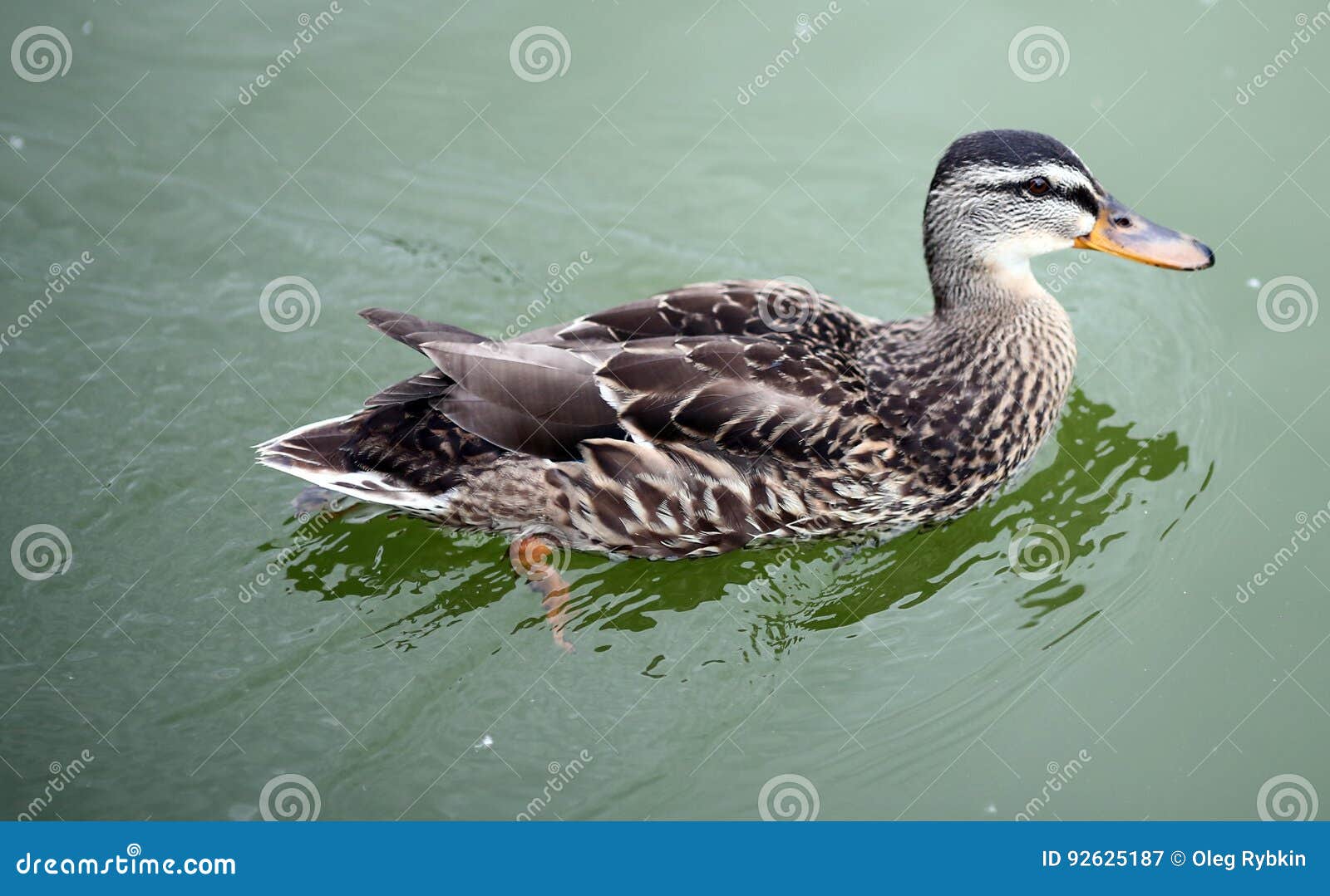 Duck in the water stock image. Image of side, brown, wildlife - 92625187