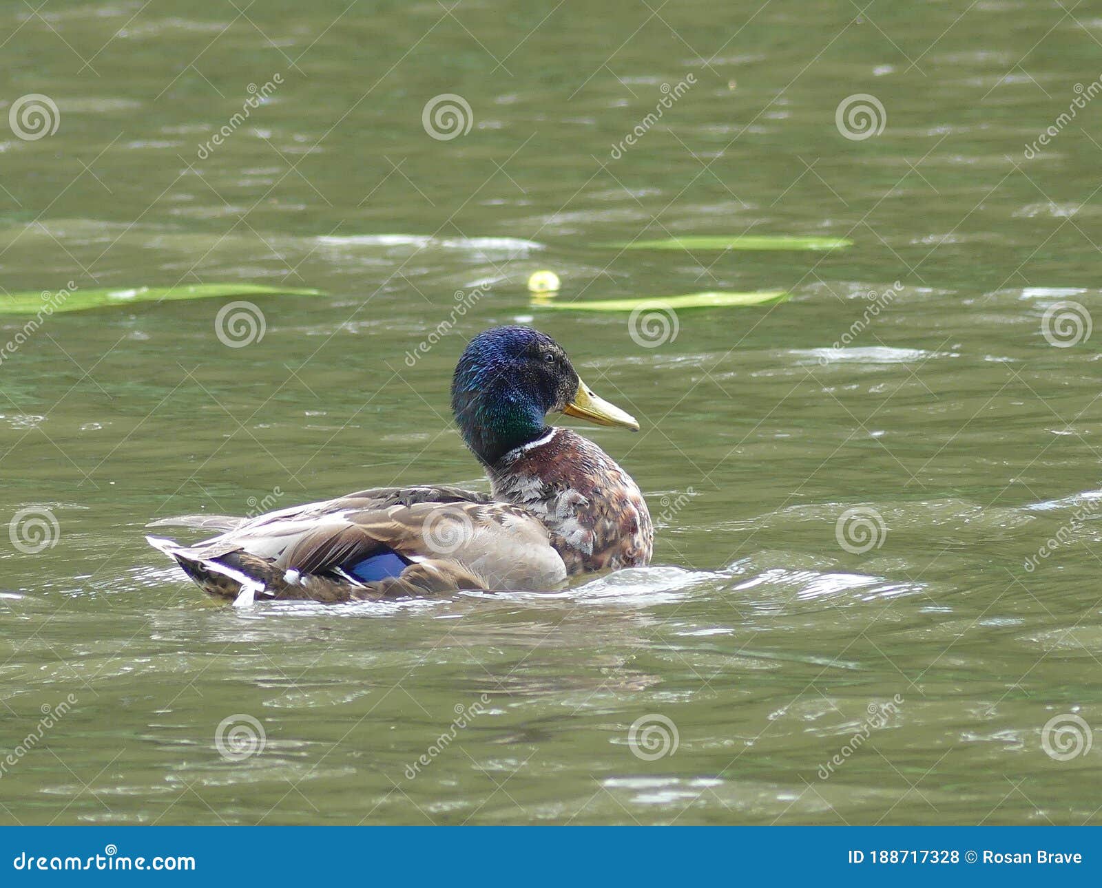Duck water sun summer park stock photo. Image of waterbird - 188717328