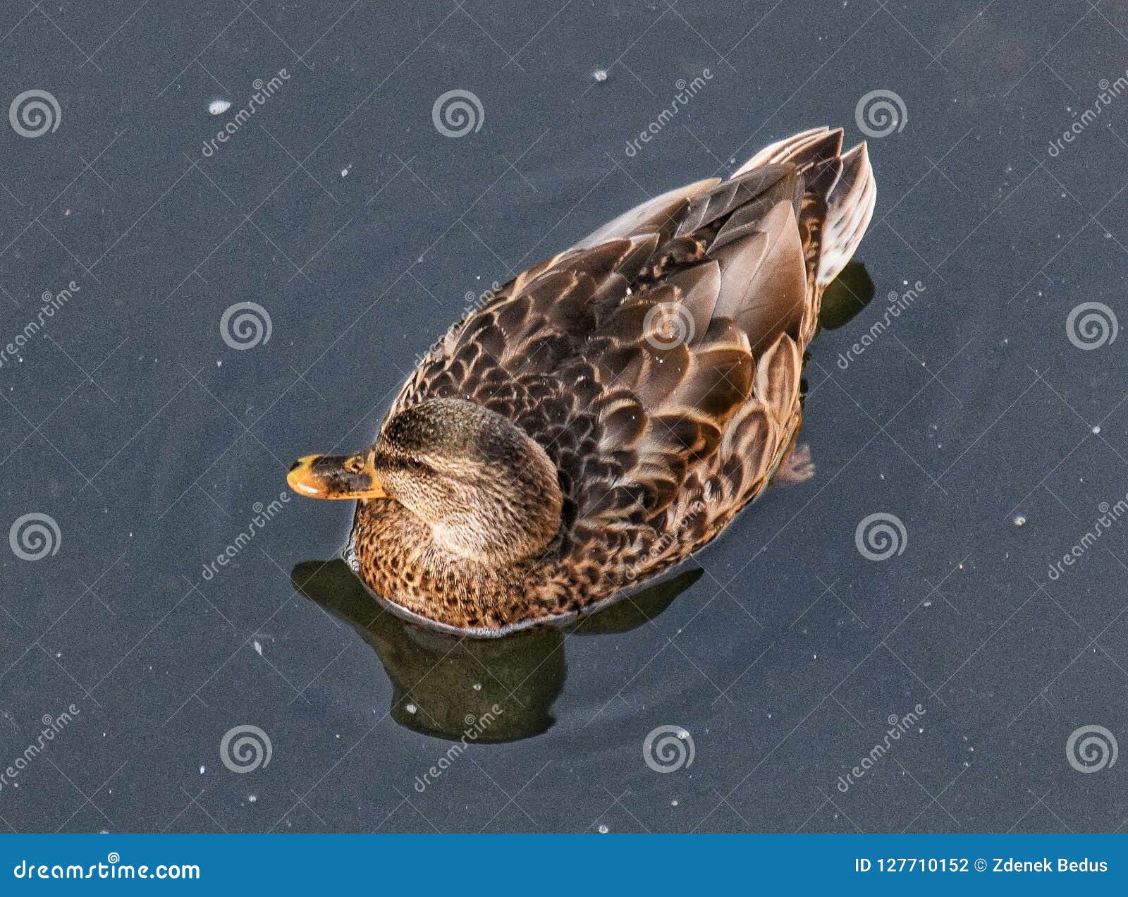 Duck on water surface stock photo. Image of duck, surfac - 127710152