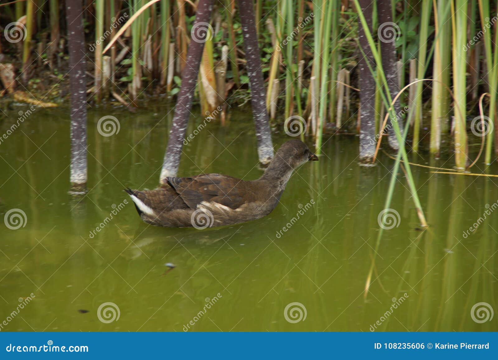 A Duck in Water Surrounded by Reeds Stock Photo - Image of close, pond ...