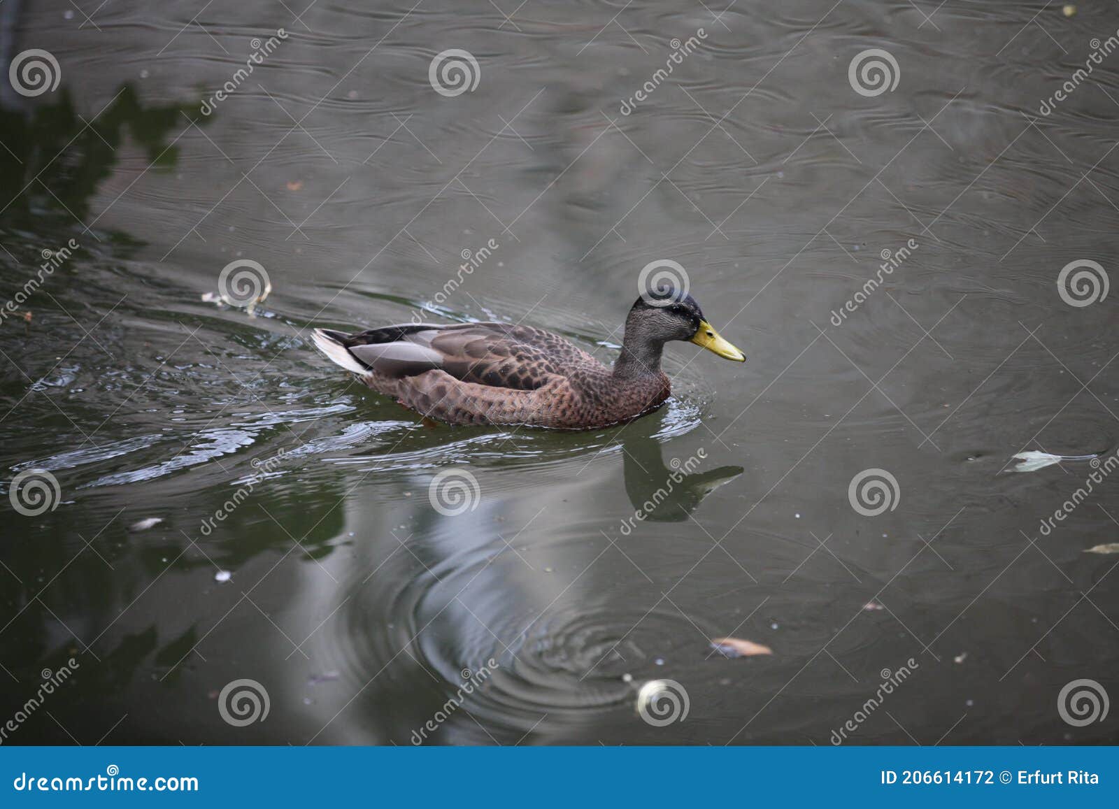 A Duck on Water with Trailing Waves Stock Photo - Image of wave ...