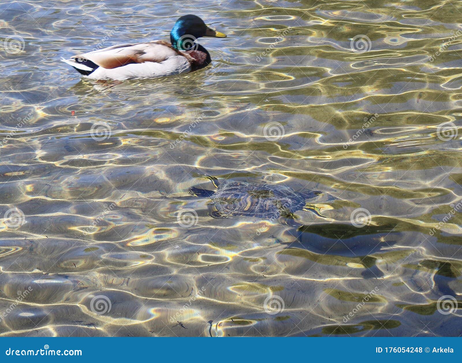 Duck and water turtle stock photo. Image of lake, nature - 176054248