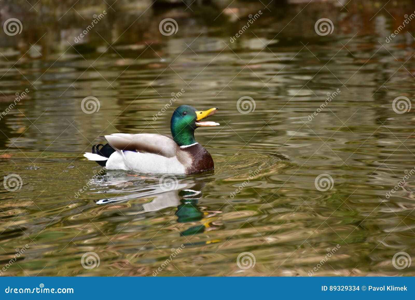 Duck on the water stock photo. Image of nature, bird - 89329334