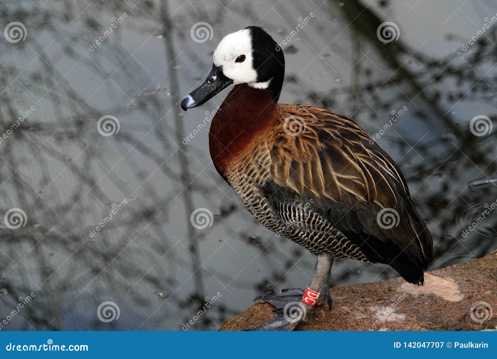 Duck. stock image. Image of wildlife, avian, fauna, wildfowl - 142047707