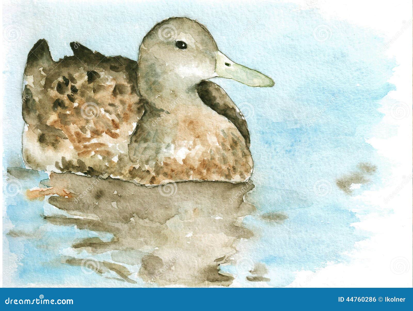 Duck stock illustration. Illustration of feather, reflection - 44760286