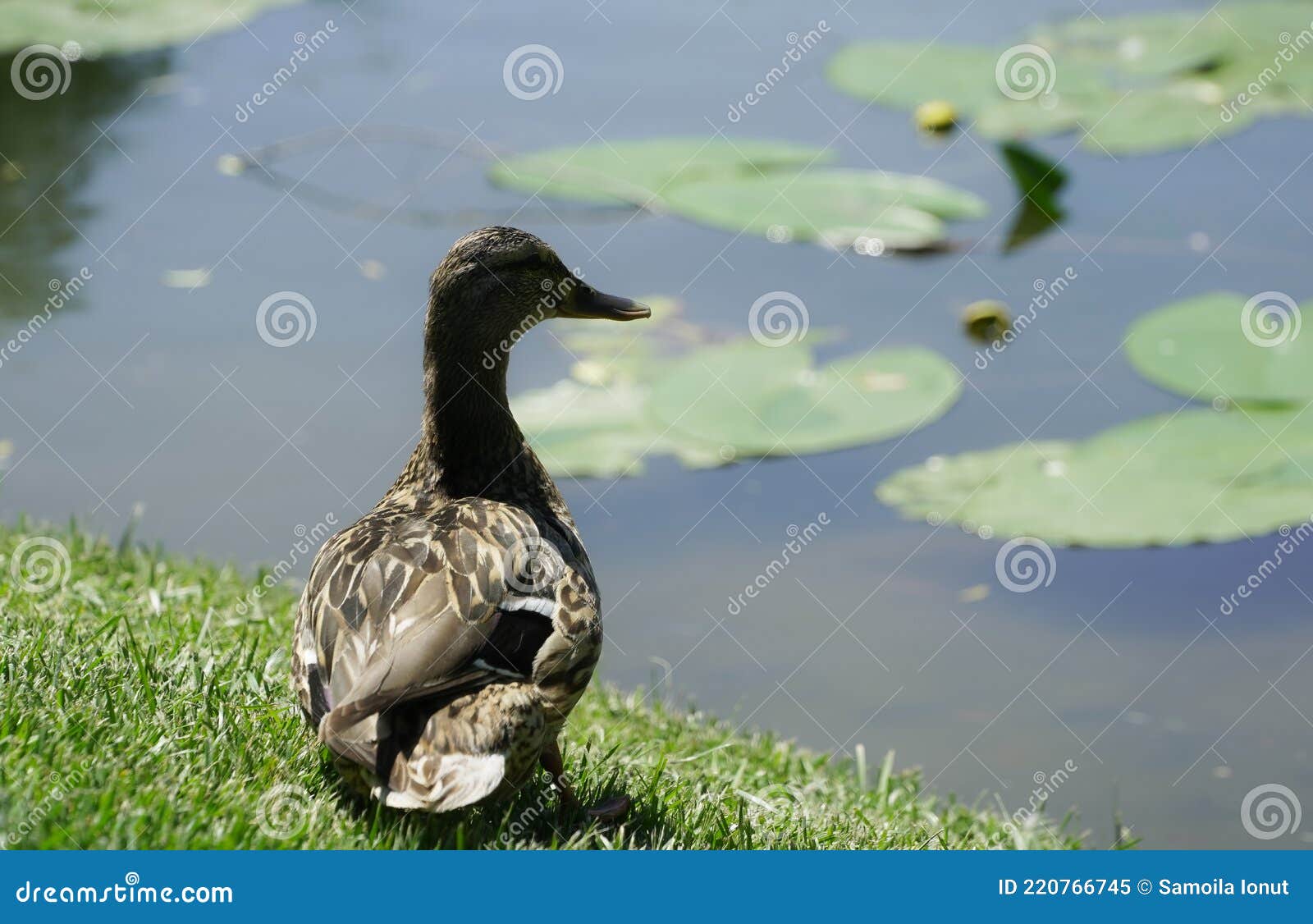 The Duck. Duck on the Waterfront with Green Background. Photo during ...