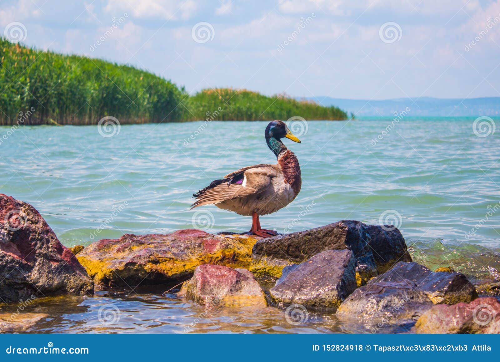 Duck on the waterfront stock photo. Image of nature - 152824918