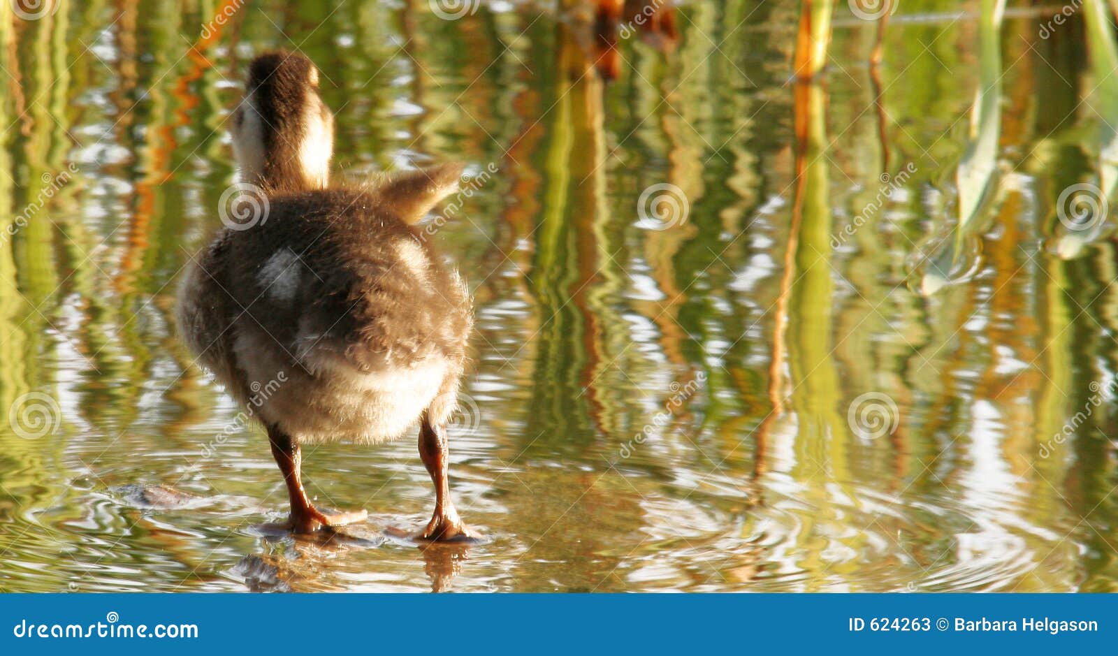 Duck waving stock image. Image of wave, fluff, cute, easter - 624263
