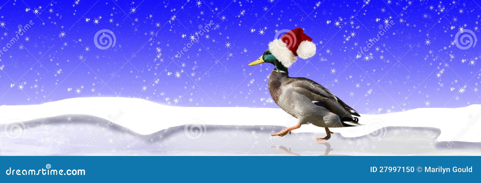 Duck Wearing Santa Hat stock photo. Image of cheerful - 27997150
