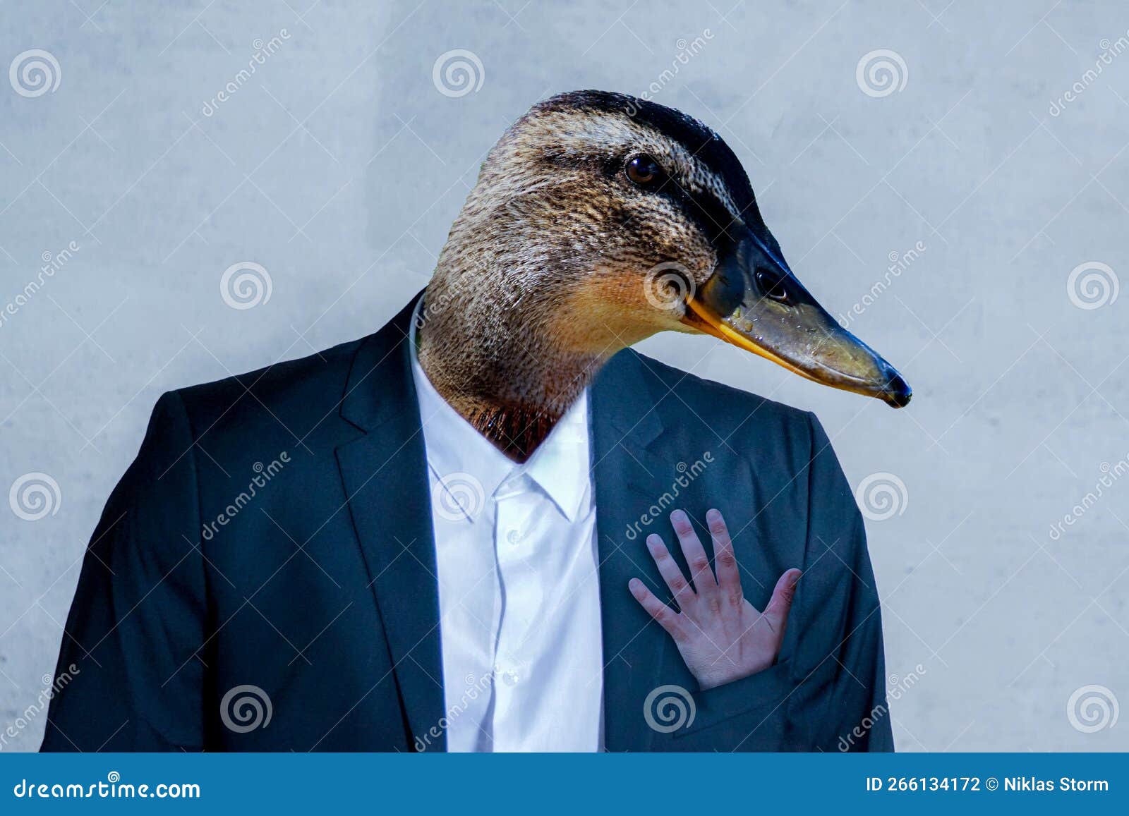 A Duck Wearing a Suit Against Wall Stock Photo - Image of wear ...