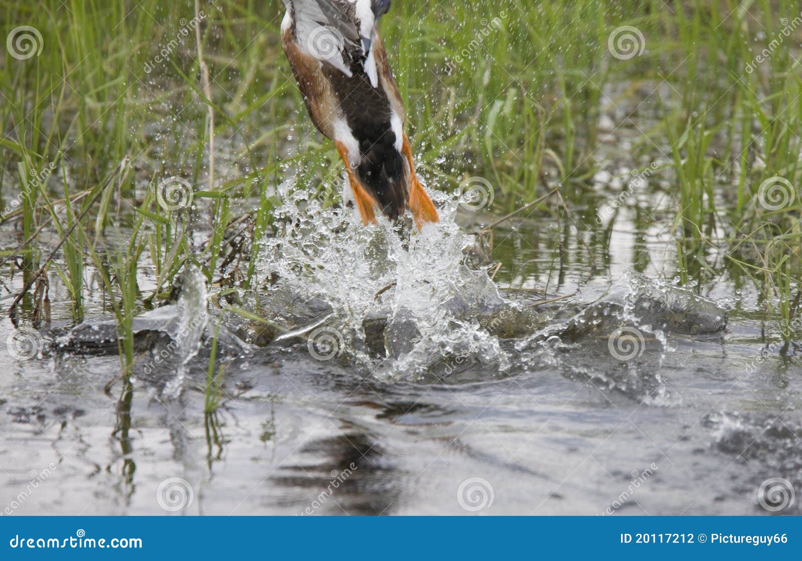 Duck webbed feet stock photo. Image of pond, feather - 20117212