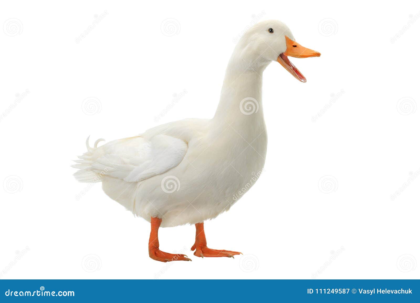 Duck white stock image. Image of male, isolated, duck - 111249587
