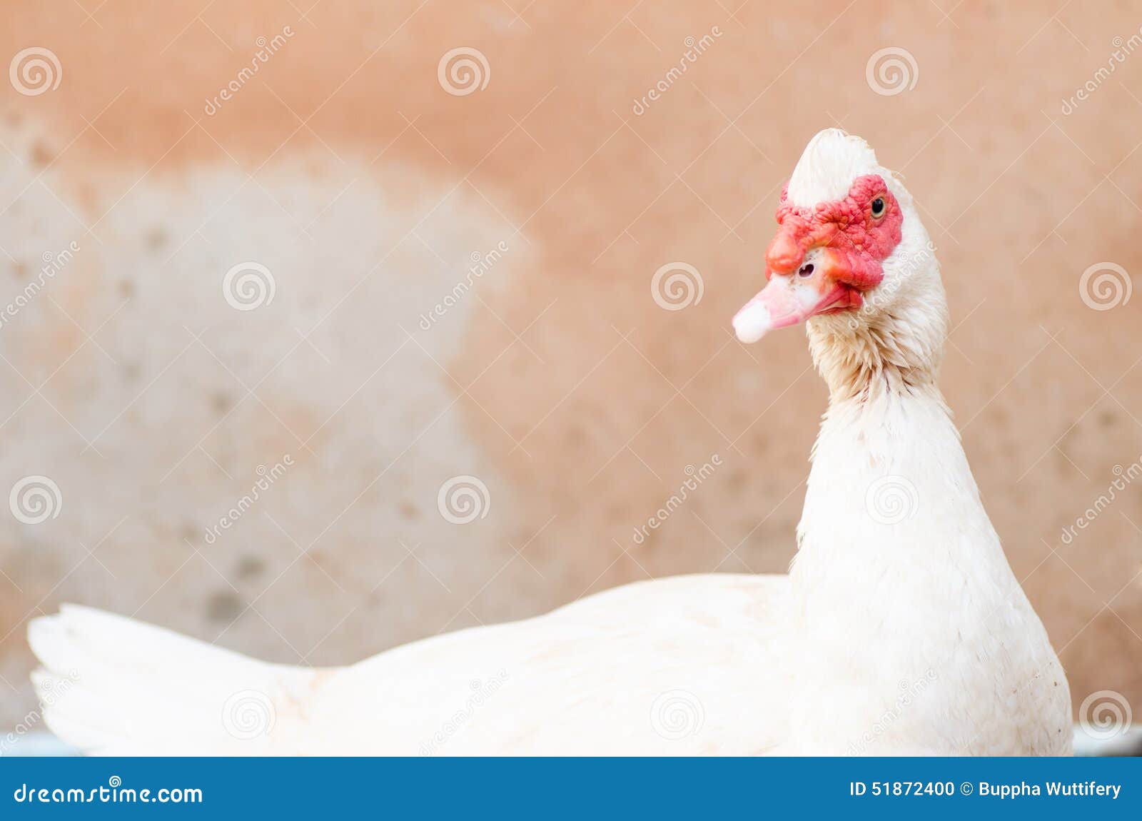 Duck stock photo. Image of white, cleaning, duck, native - 51872400