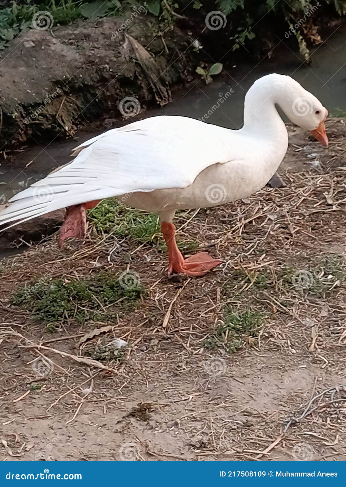 Duck White Good Looking so Beautiful Stock Image - Image of mallard ...