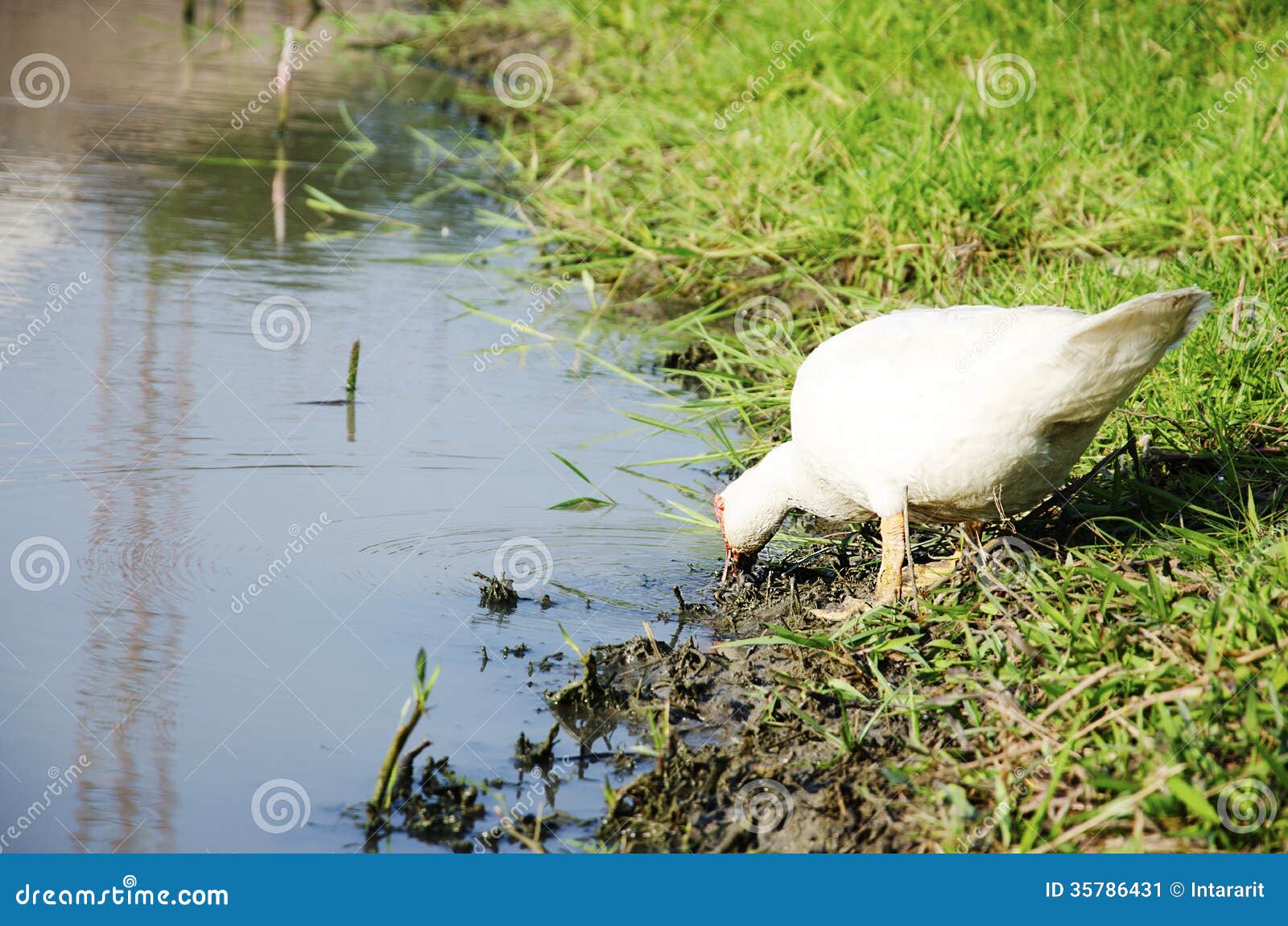 Duck stock image. Image of adorable, cute, bird, fowl - 35786431
