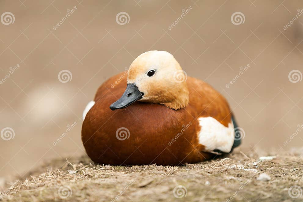Duck white head stock image. Image of waterfowl, natural - 70143501