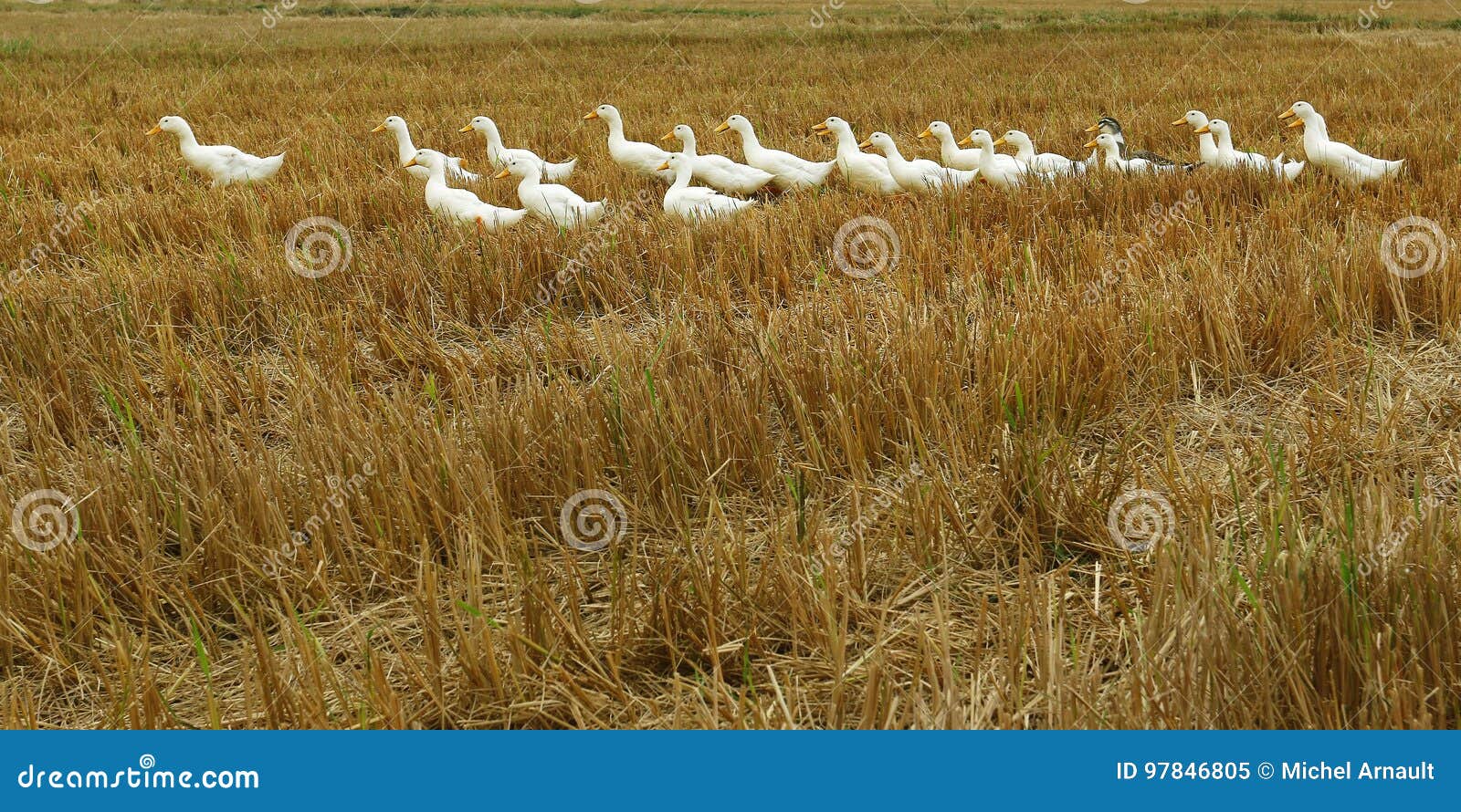 Duck stock image. Image of grass, myanmar, cultivate - 97846805