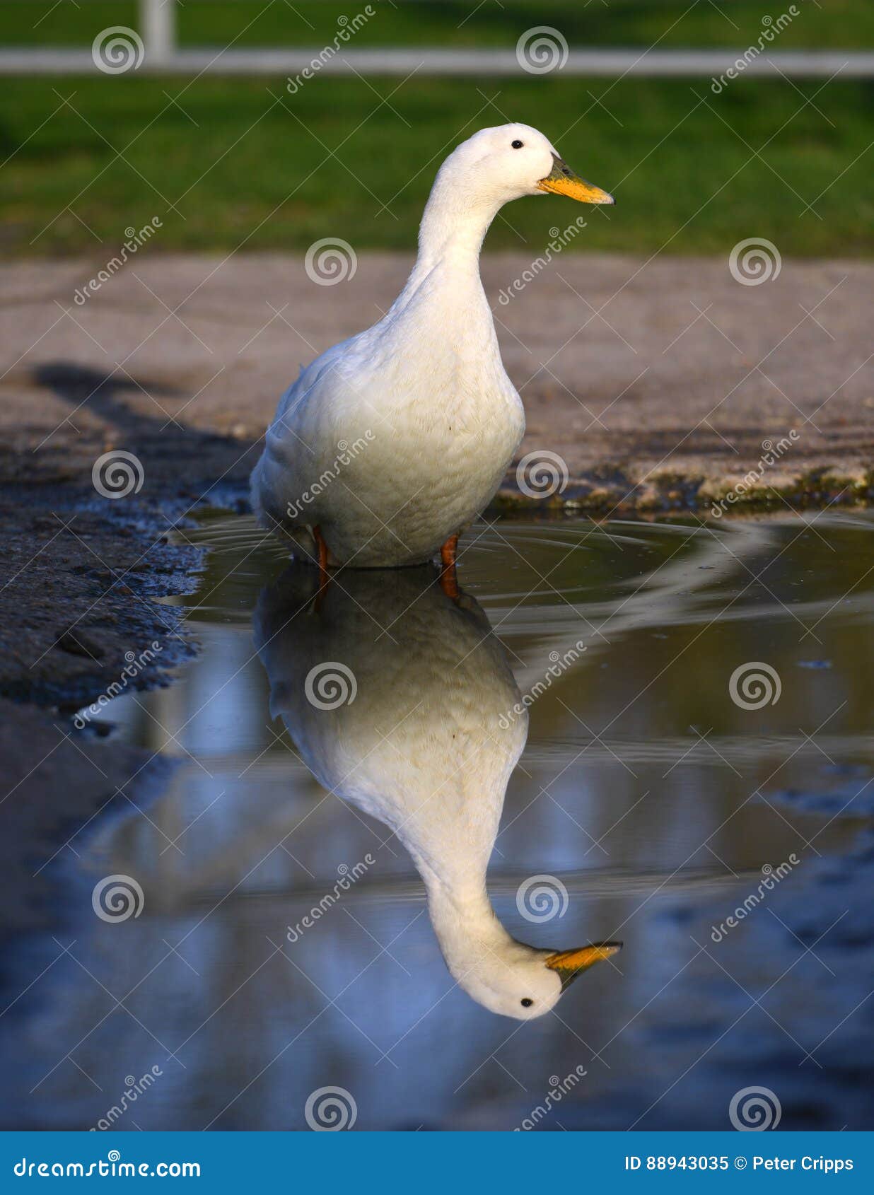 Duck stock image. Image of puddle, sunny, water, splash - 88943035