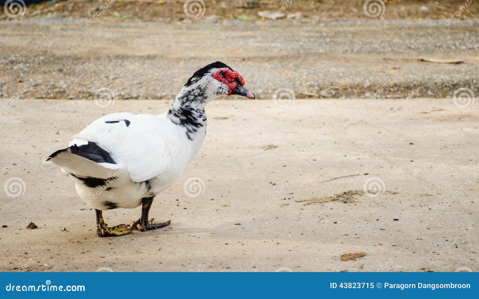 Duck stock image. Image of mallard, duck, animal, stand - 43823715