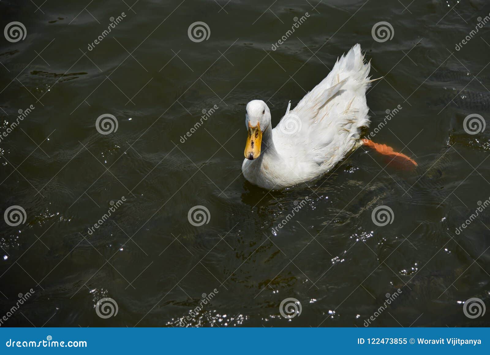 Swimming Duck stock image. Image of fowl, meat, meadow - 122473855