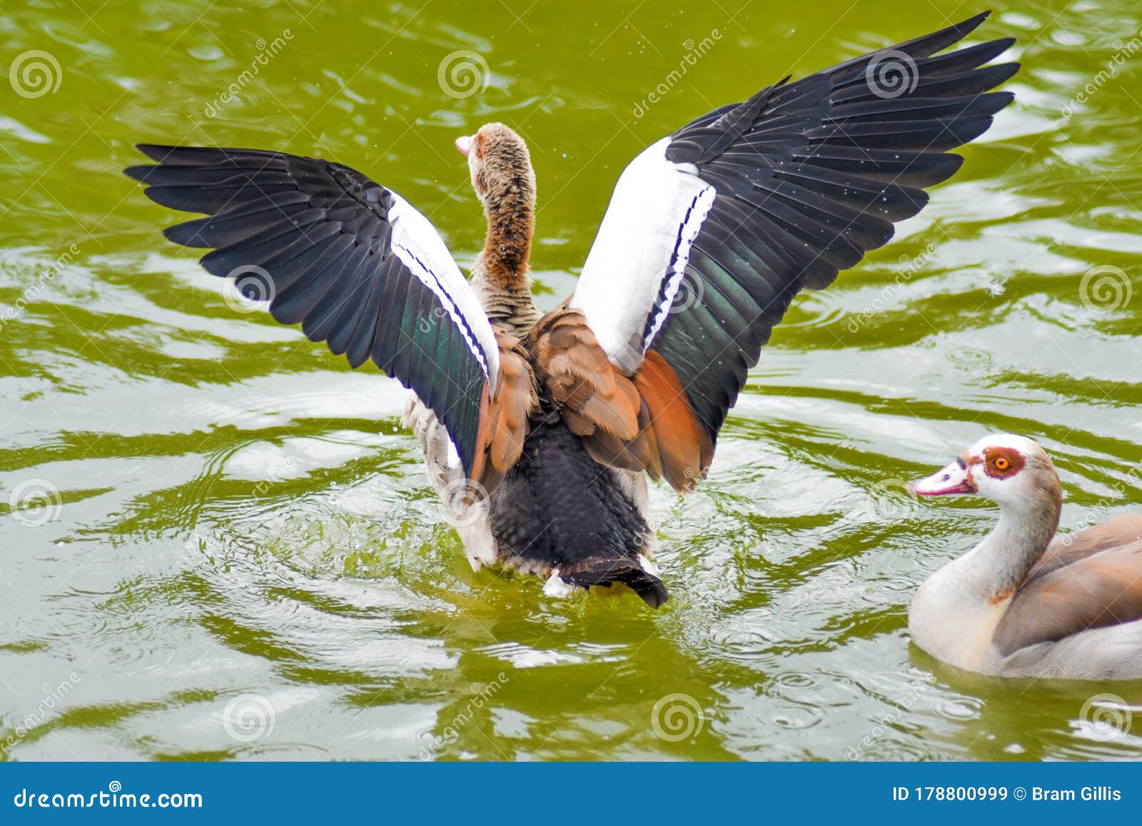 Duck with wide wings stock image. Image of bird, wings - 178800999