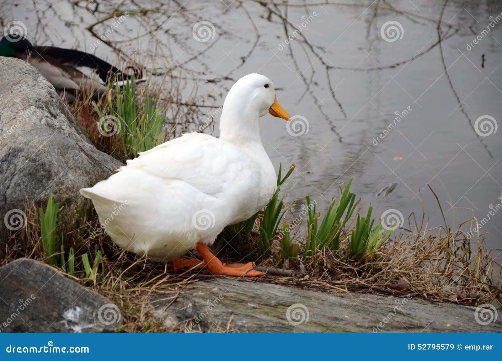 Duck will dive stock image. Image of diver, water, dive - 52795579