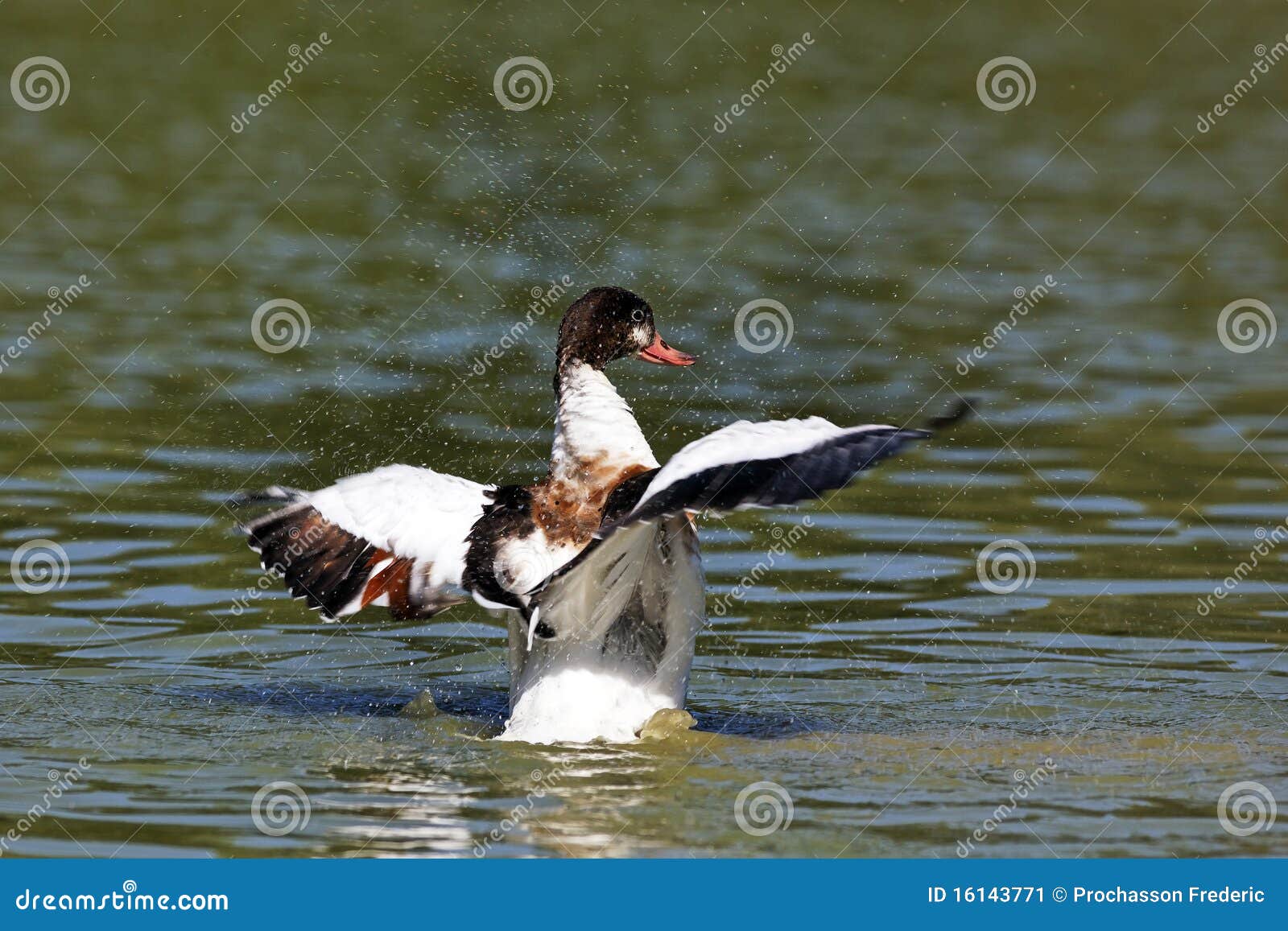 Duck wings stock image. Image of beak, animals, feather - 16143771