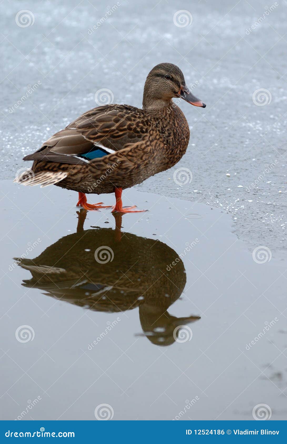 Duck in winter. stock photo. Image of frost, wildlife - 12524186