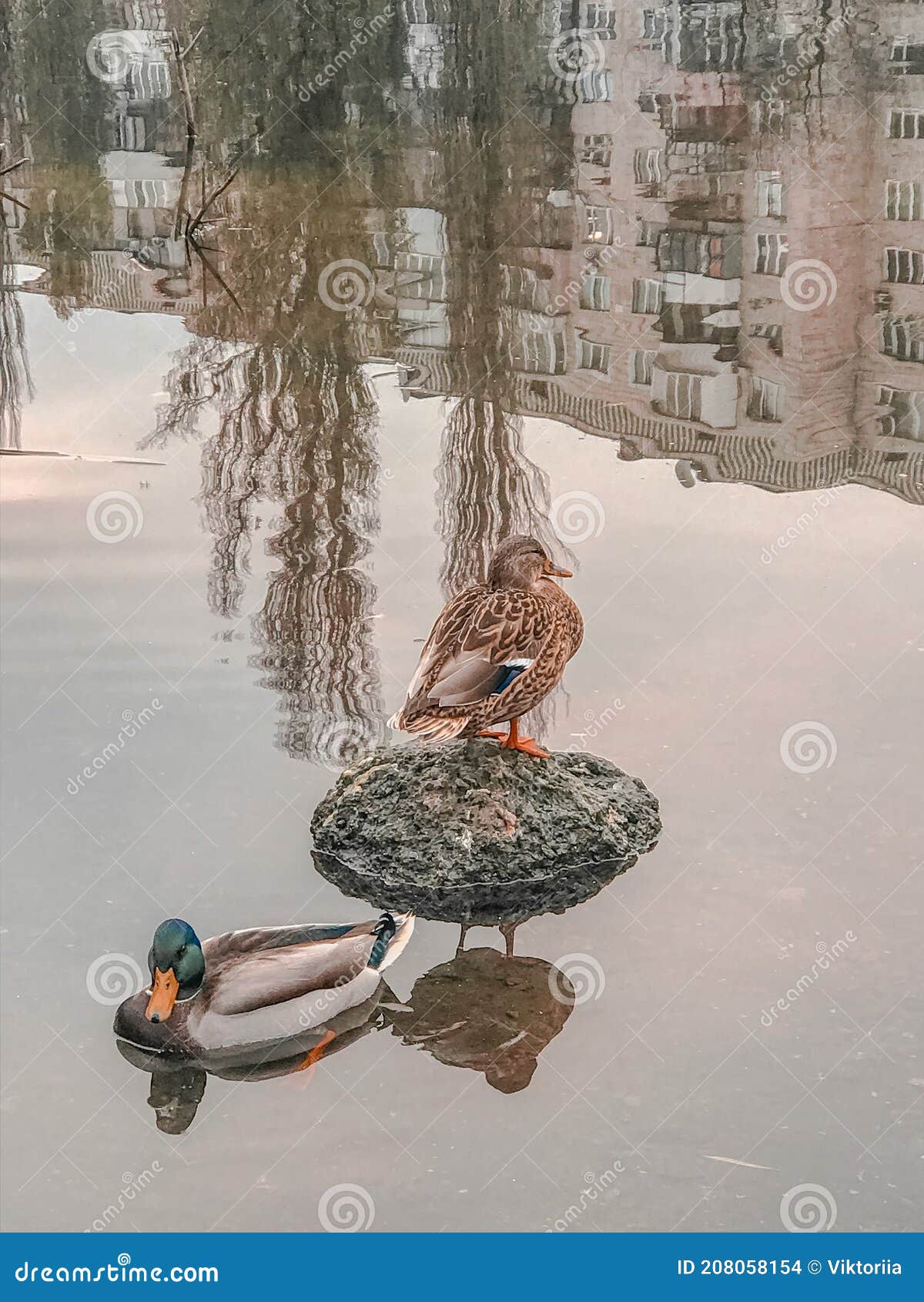 Duck in winter stock photo. Image of duck, weather, nature - 208058154