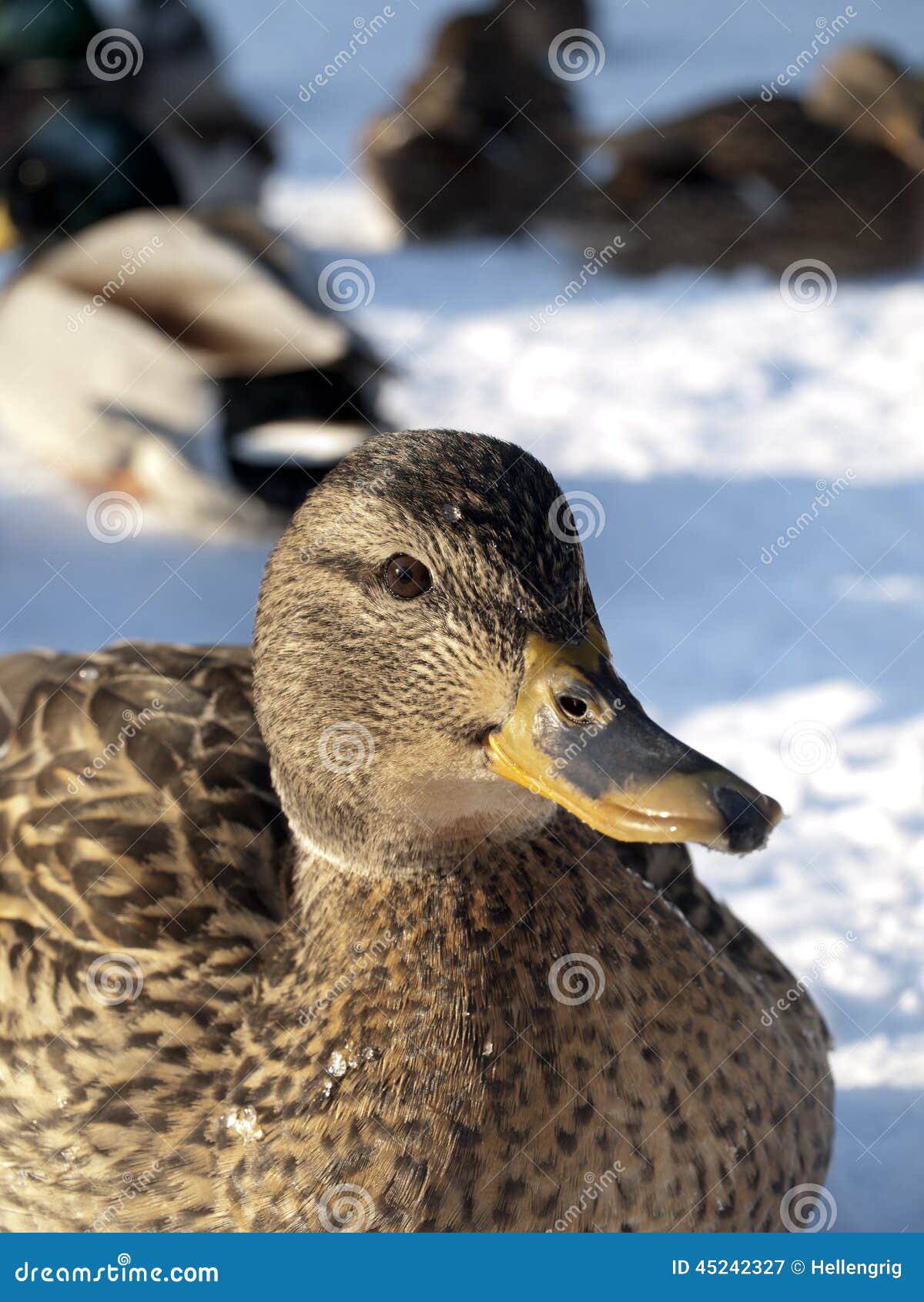 Duck in winter stock image. Image of hunting, zoology - 45242327