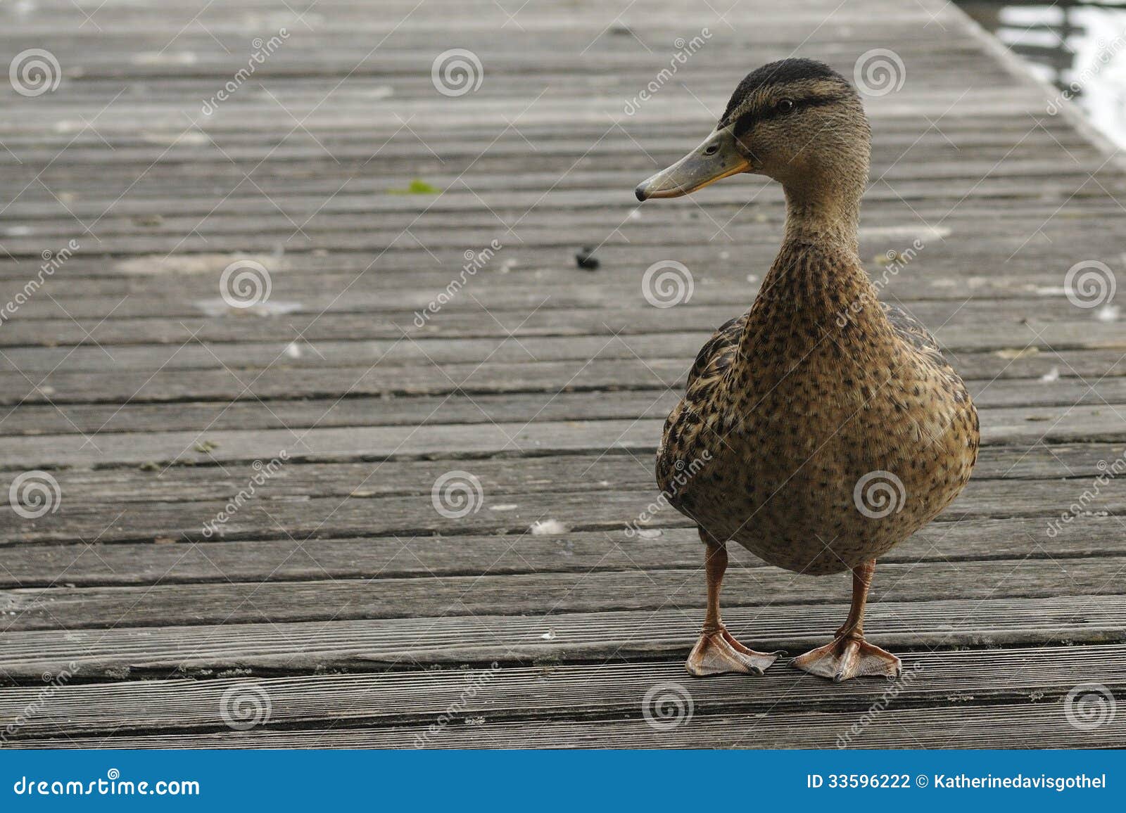 Duck stock photo. Image of marine, pier, dock, river - 33596222