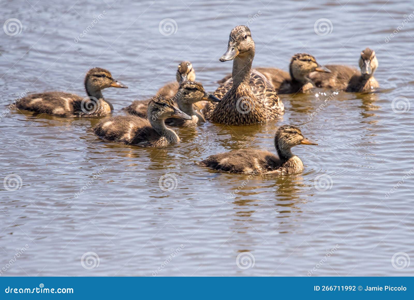 Duck with young stock photo. Image of swan, goose, bird - 266711992
