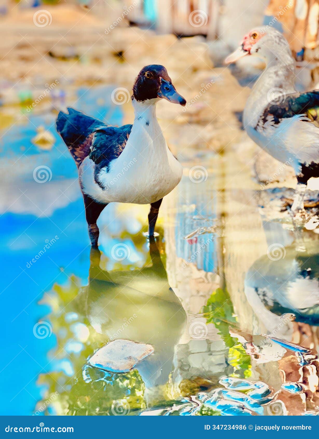 Duck stock photo. Image of walking, puddle, water, duck - 347234986
